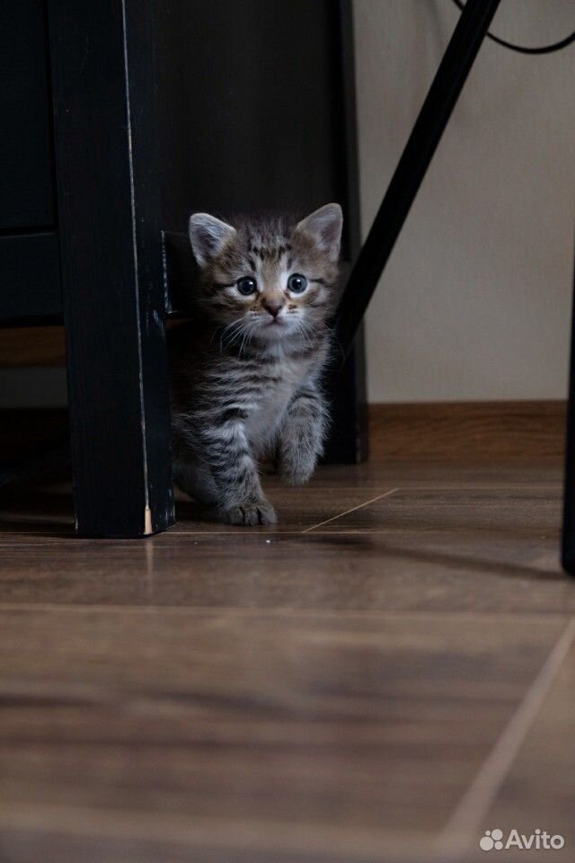 Кошечка 5 недель