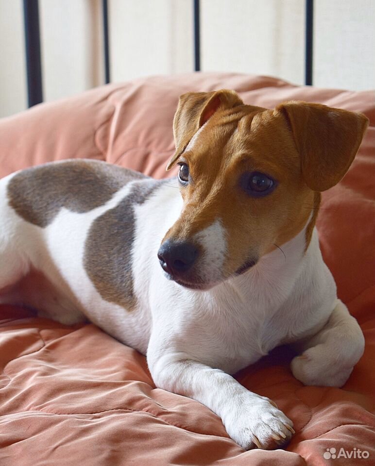 Джек Рассел терьер вязка