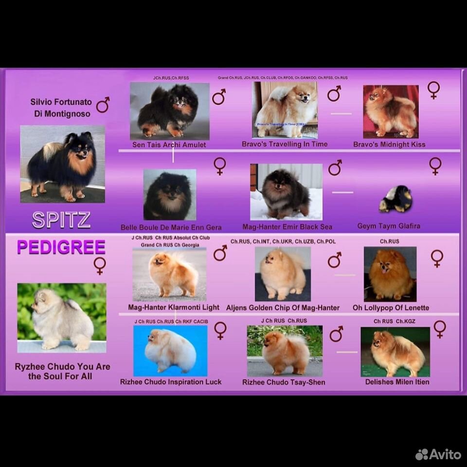 Продам щенков померанского шпица