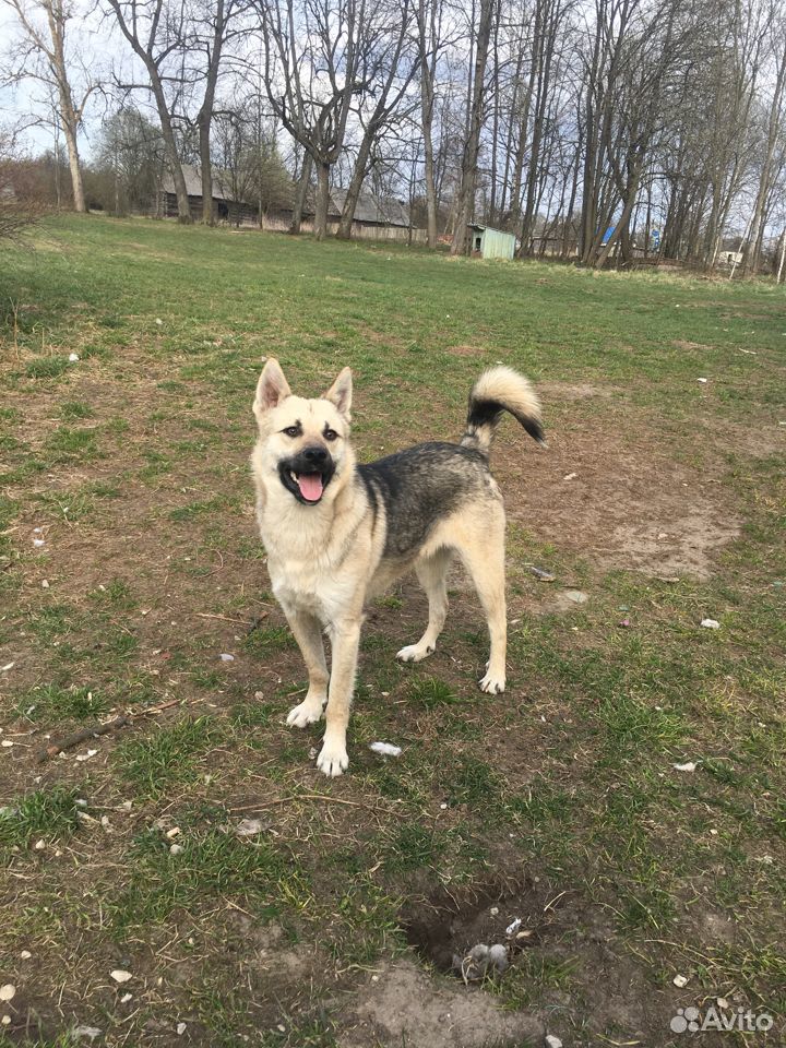 Щенок Лис в добрые руки