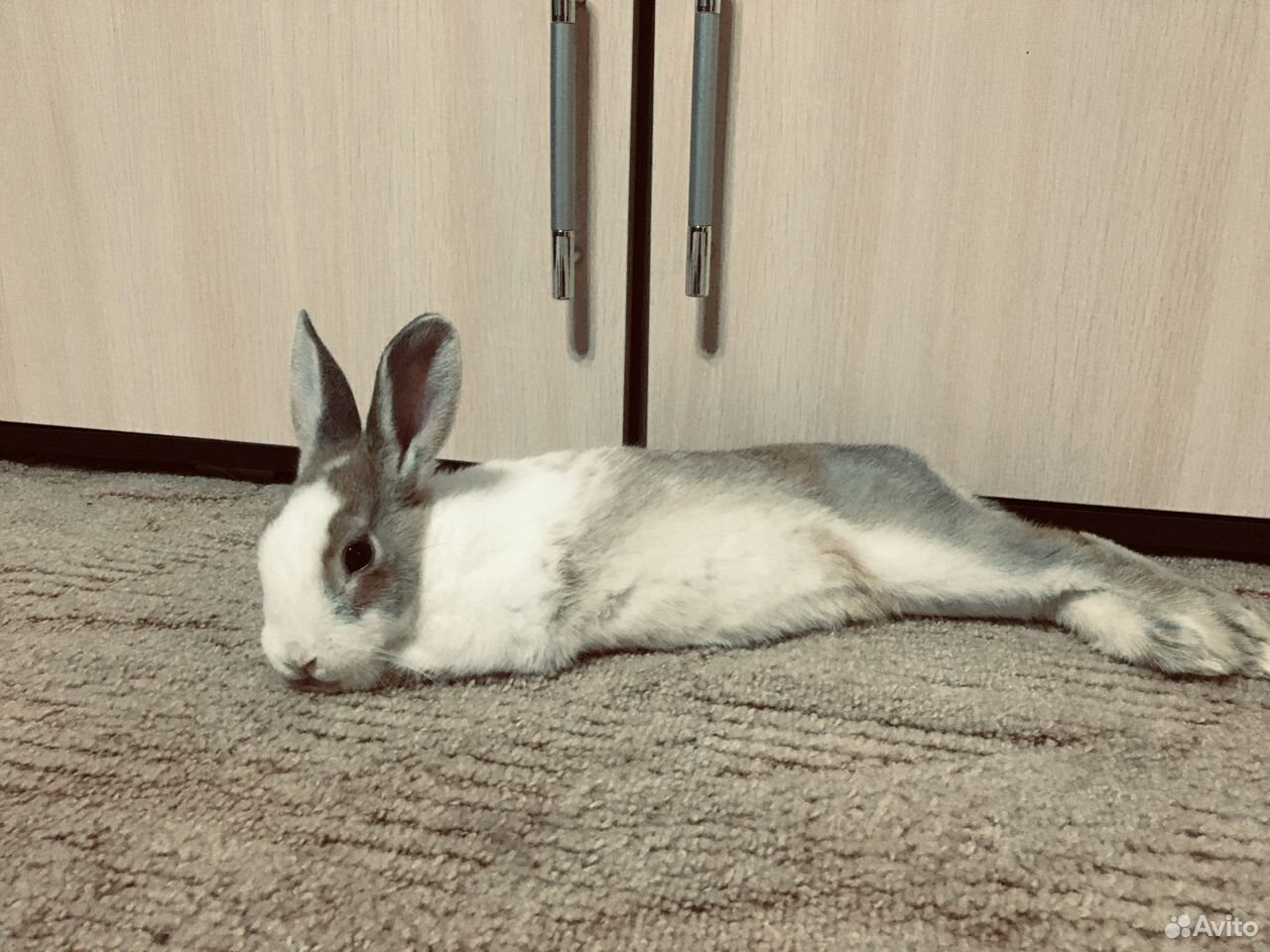 Отдам в добрые руки