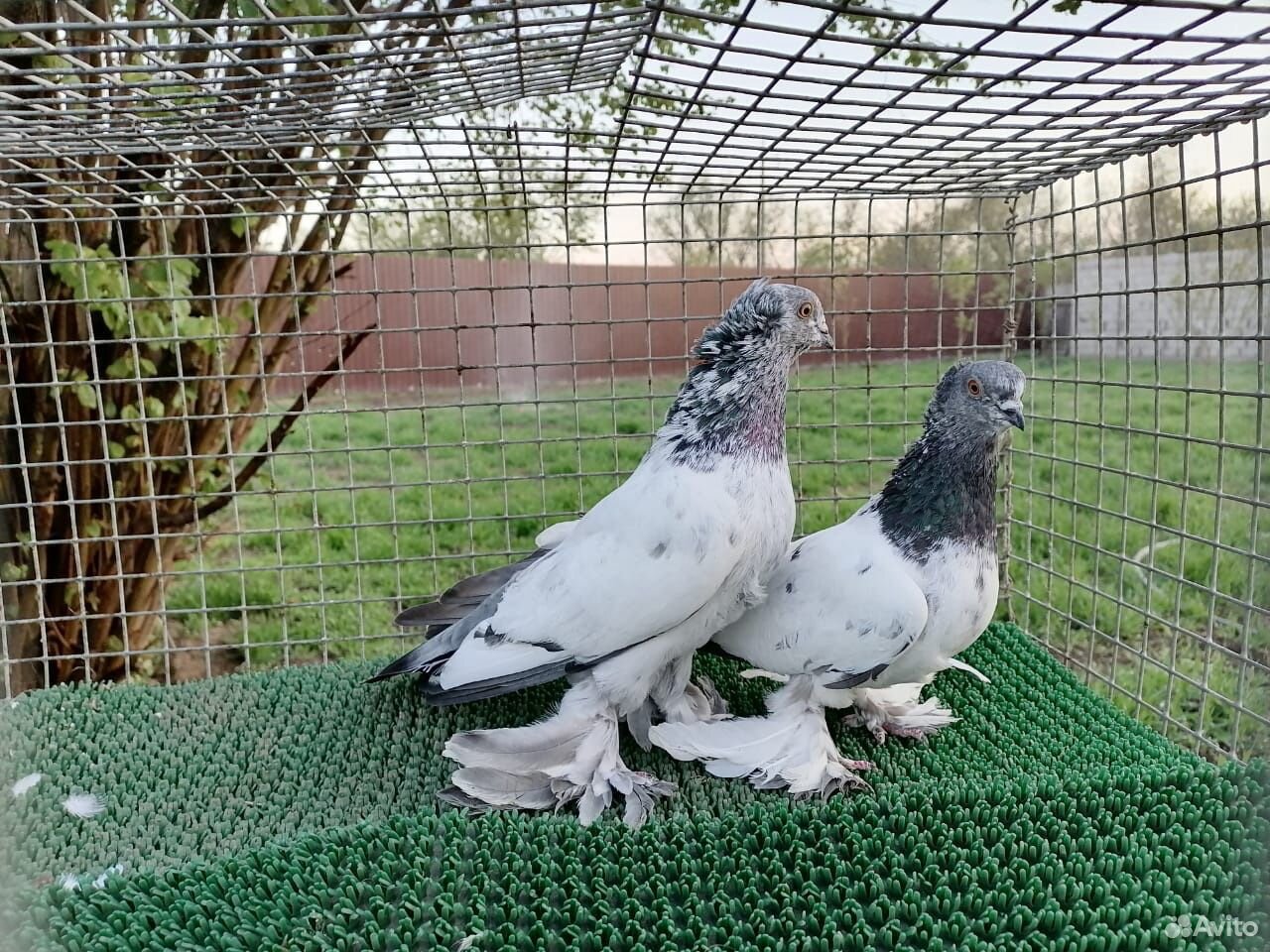Продаются голуби