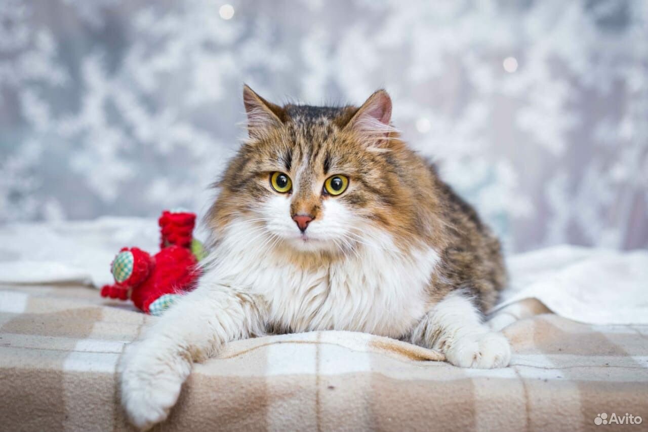Котик Феникс в поисках дома