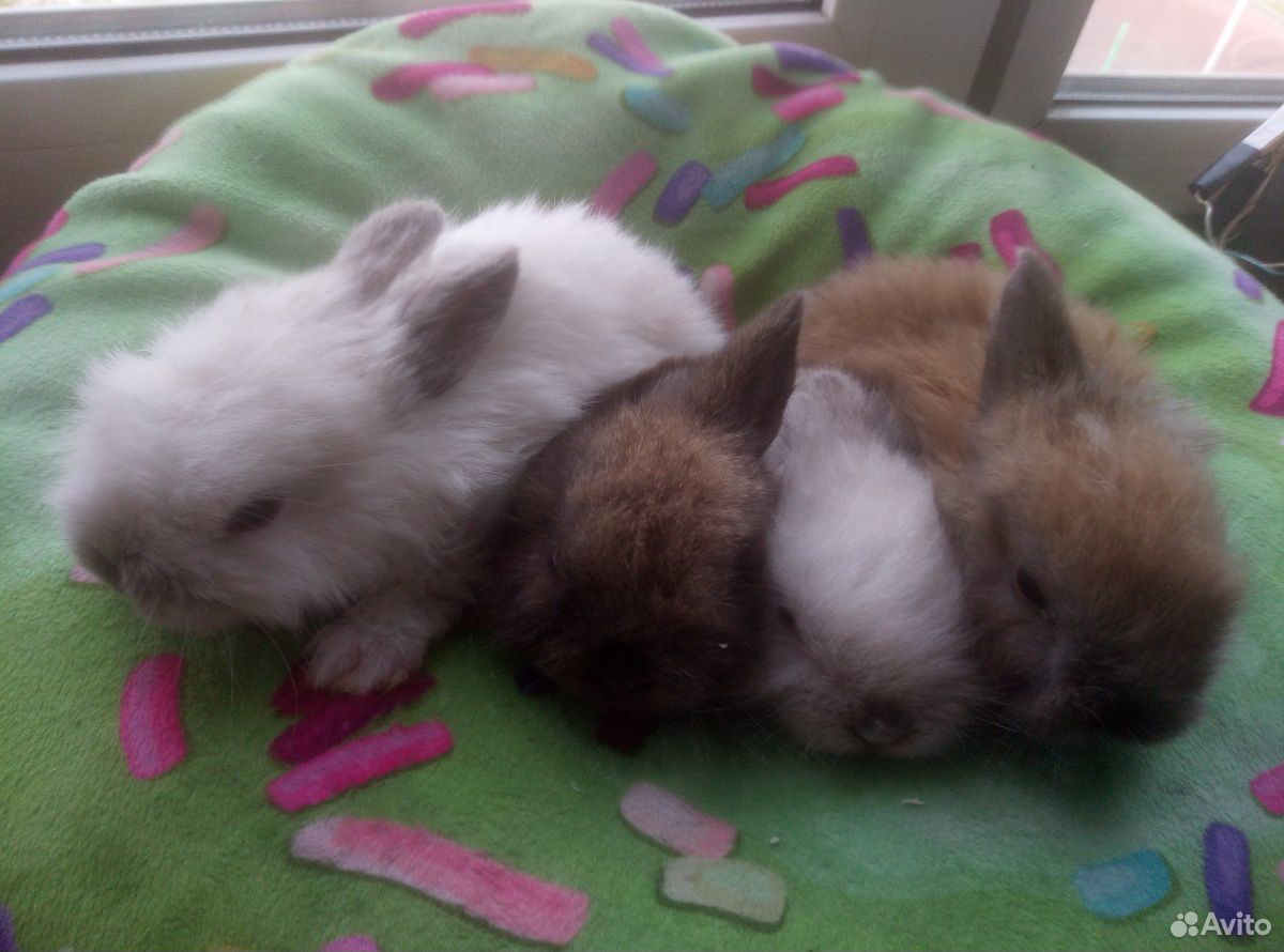 Крольчата декор. Кролики