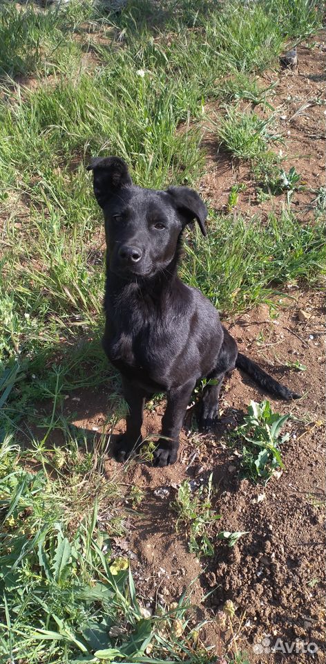 Пёсик ищет дом