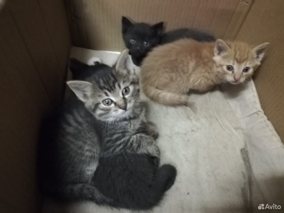 Котятки со склада от бывшедомашней,спасенной кошки