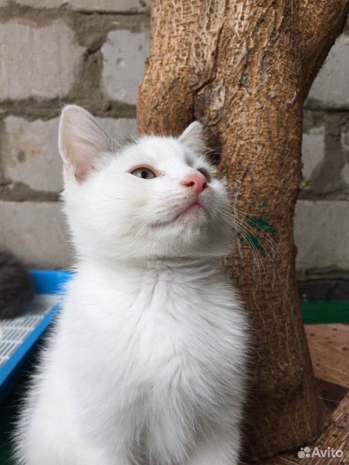 Котёнок шотландской вислоухой