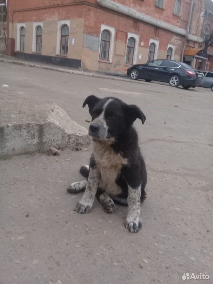 Щенки ищут дом