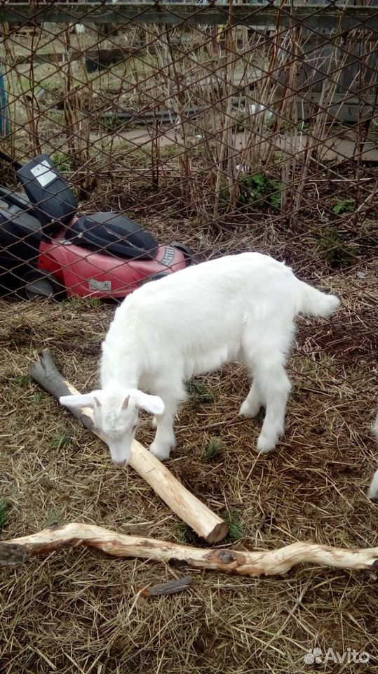 Зааненская козачка