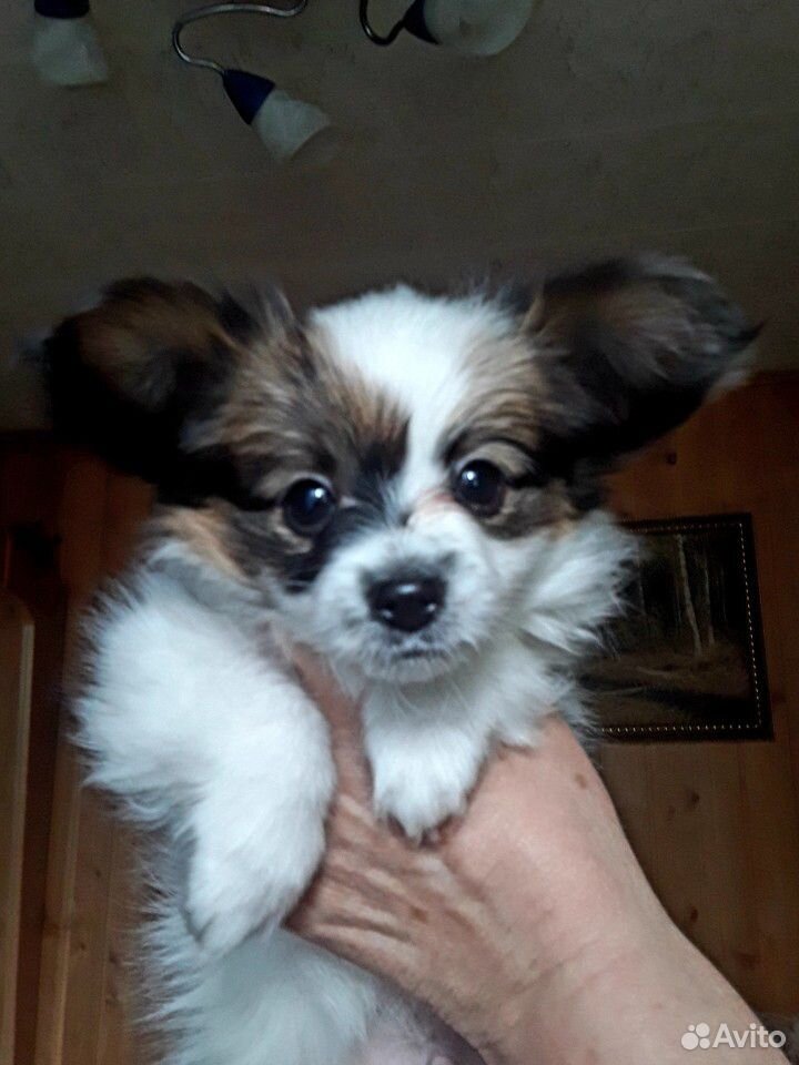 Папийон