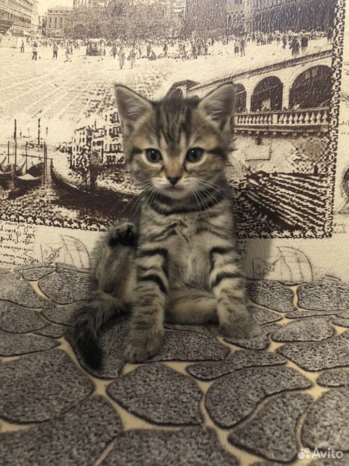 Шотландские котята