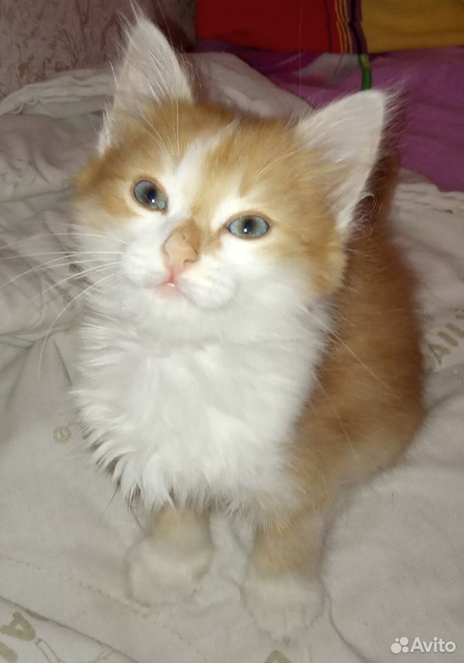 Котенок