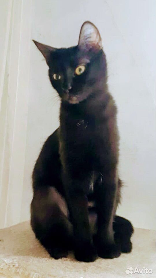 Кошка- статуэтка в добрые руки