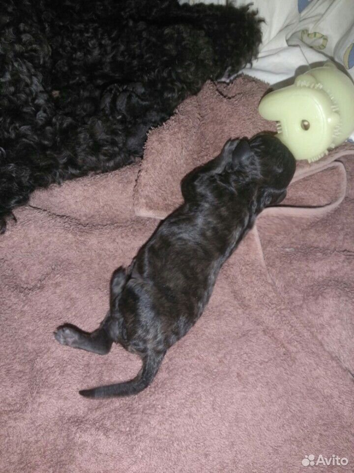 Карликовый пудель (щенок)