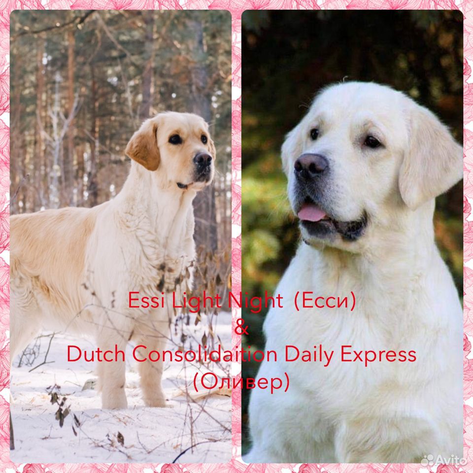 Золотые щенки породы голден ретривер