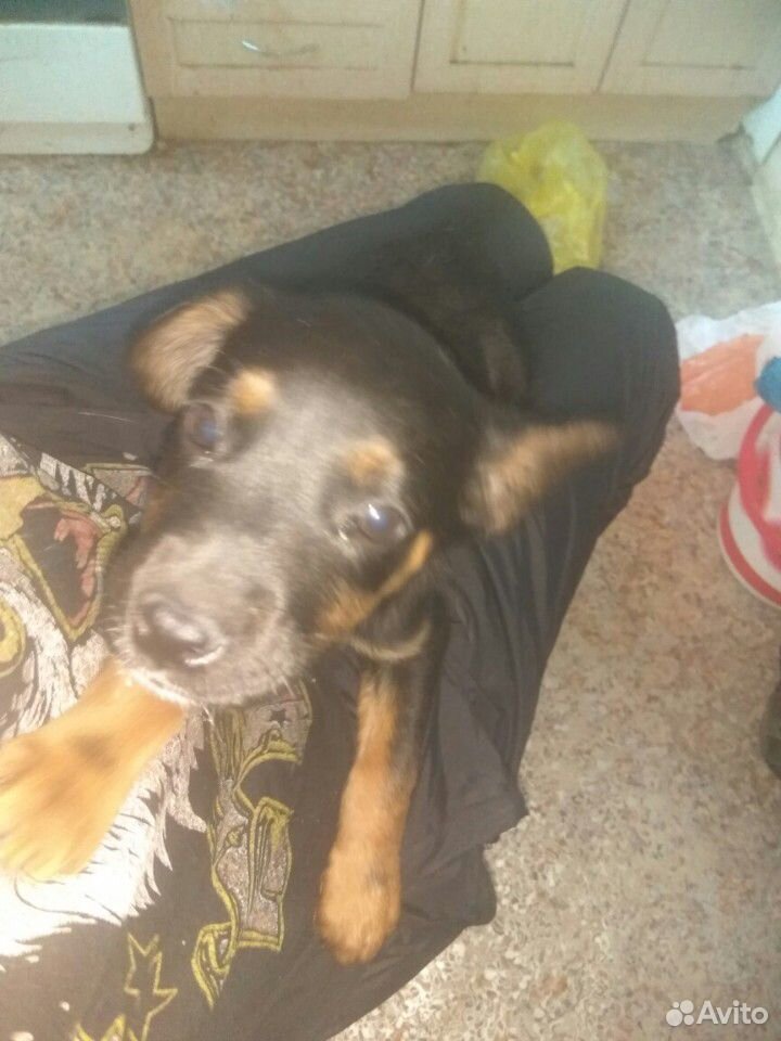 В хорошие руки