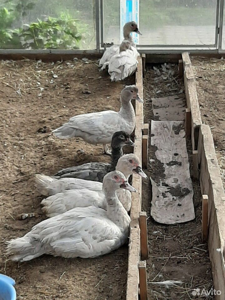 Мускусные лавандовые утки