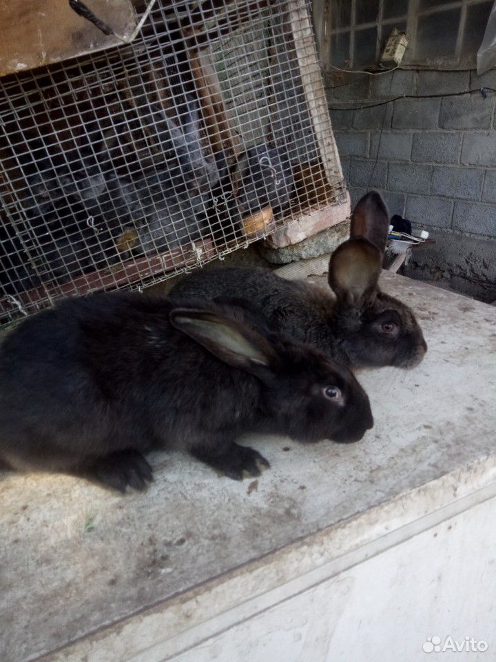 Кролики на племя