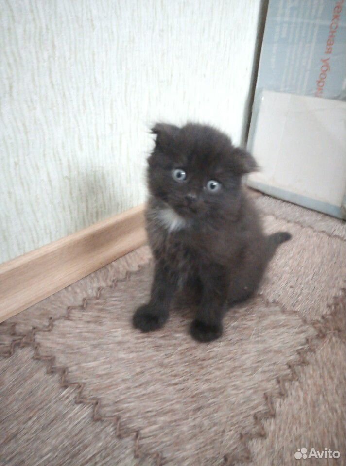 Котенок вислоухий