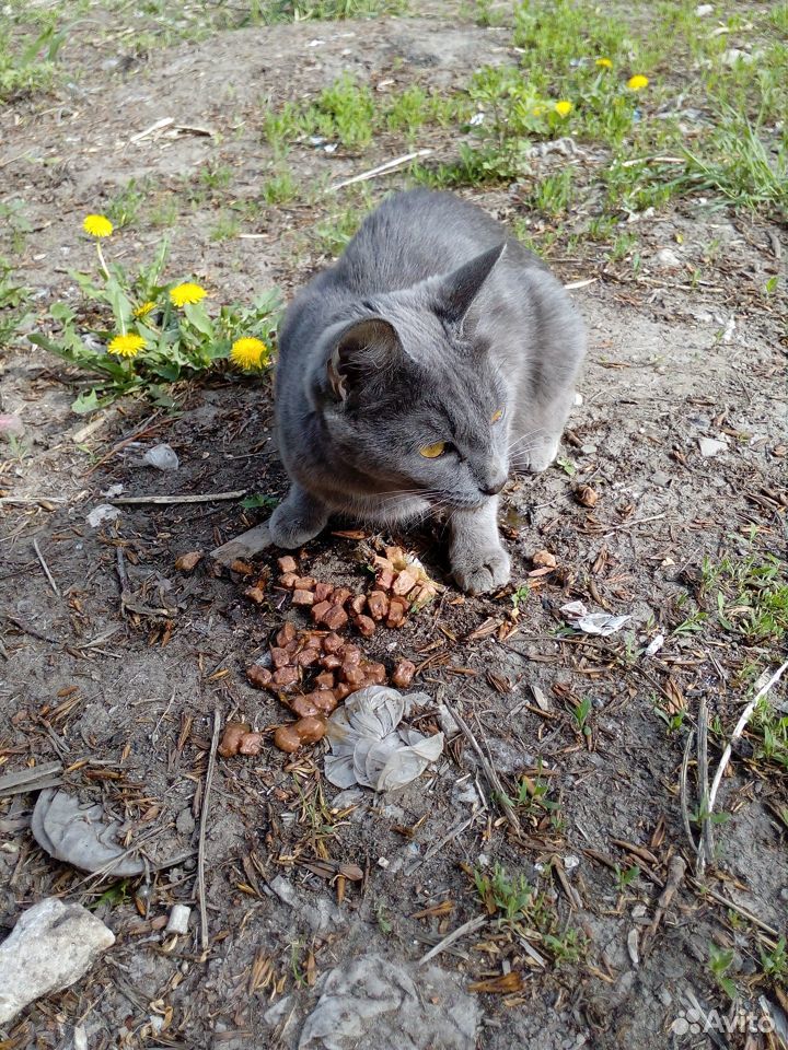 Отдам кошку порода Русская голубая