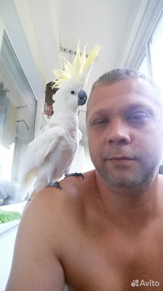 Улетел попугай