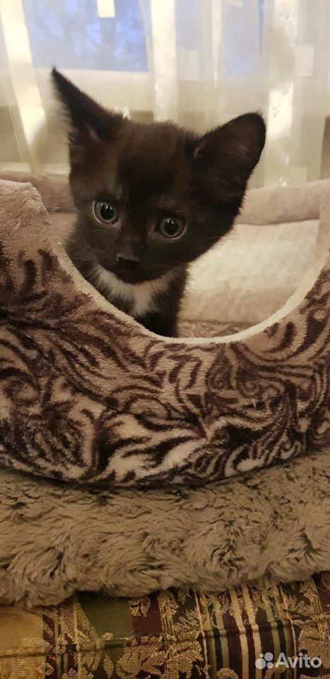 Котенок 1,5мес.черно-белая девочка