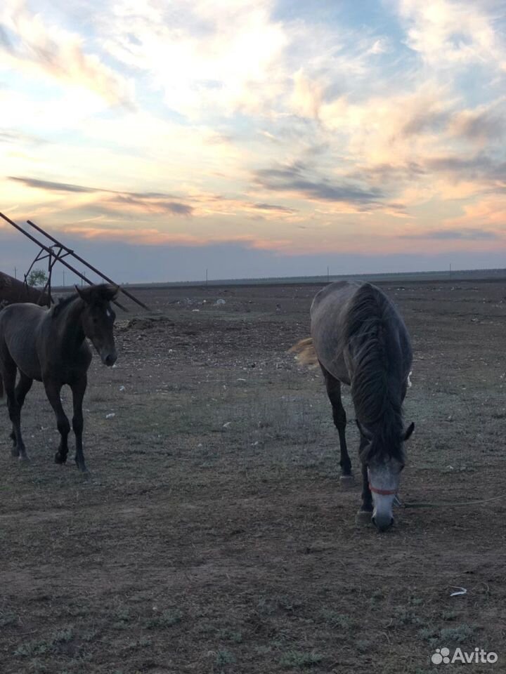 Лошадь с жеребёнком
