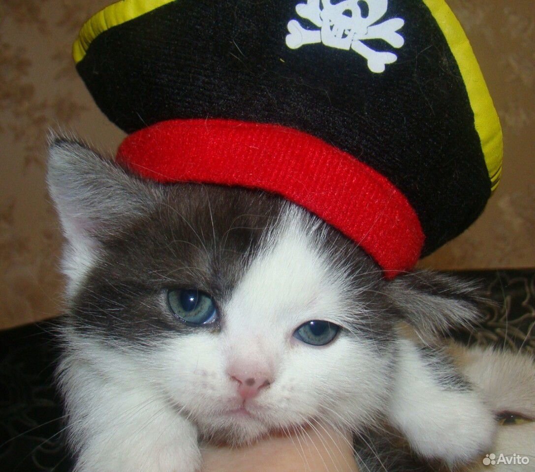 Эксклюзив короткие лапки кот такса