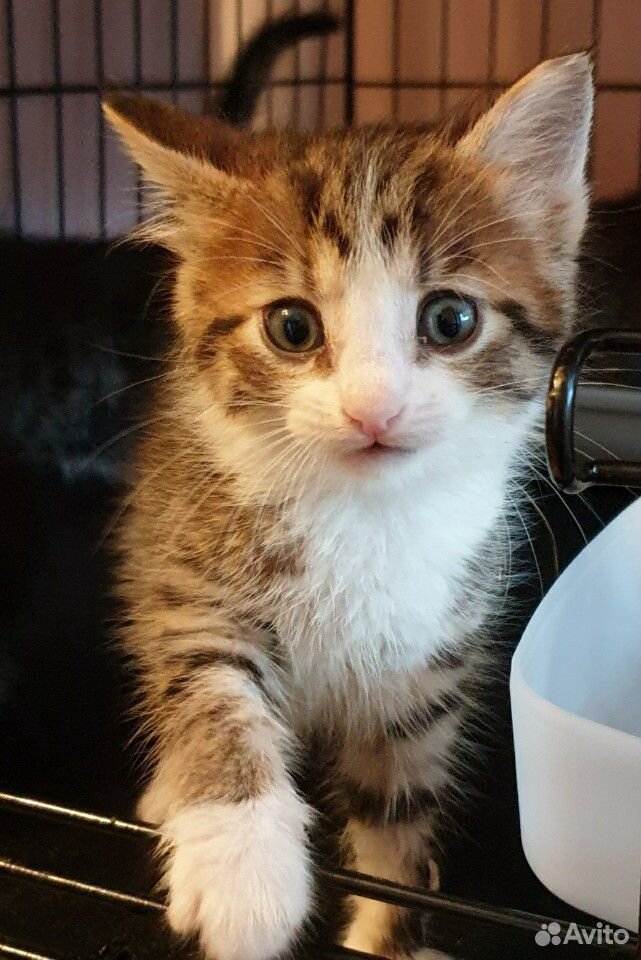 Малышка Кнопочка хочет домой