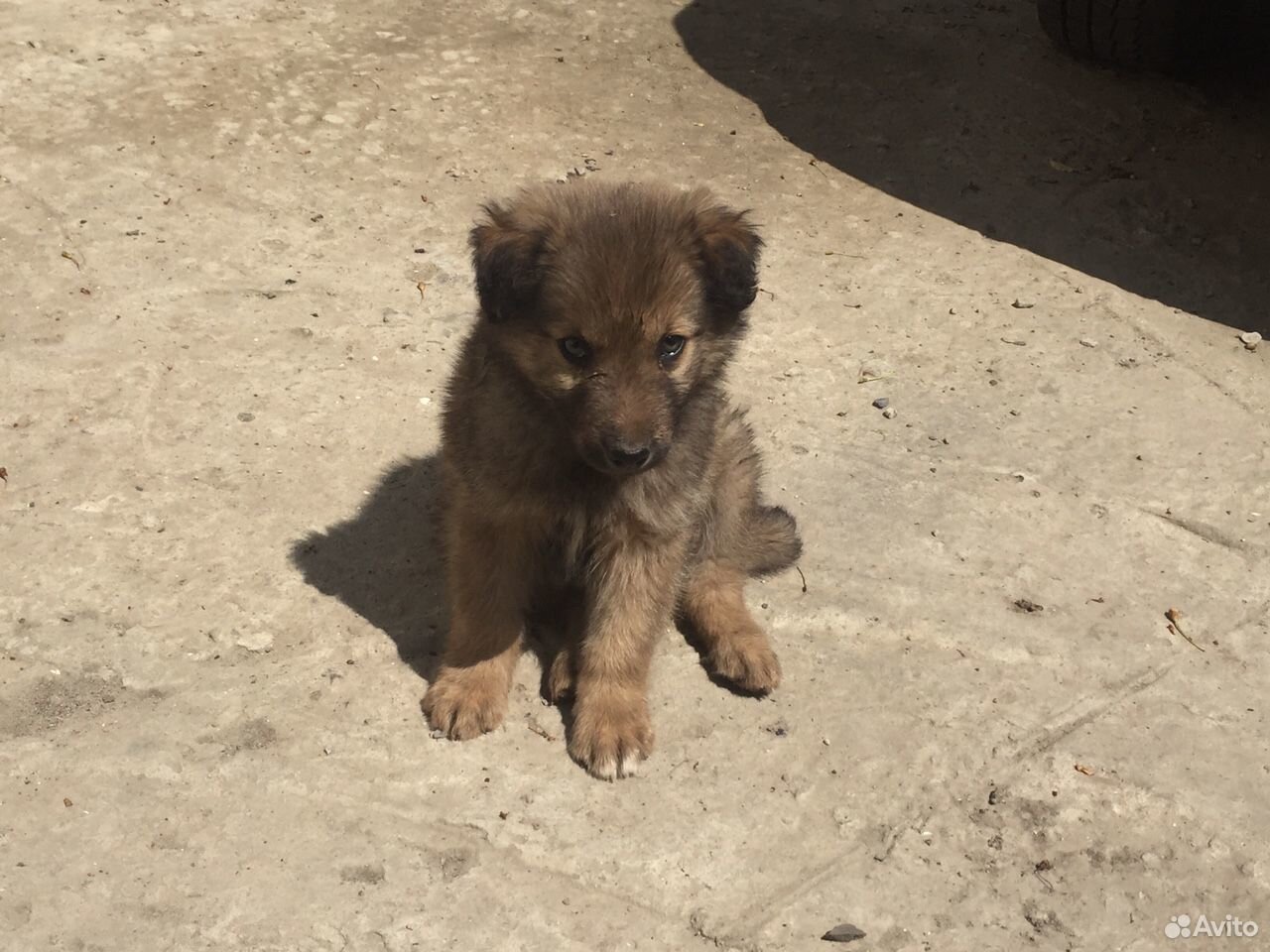 Отдам щенка в добрые руки