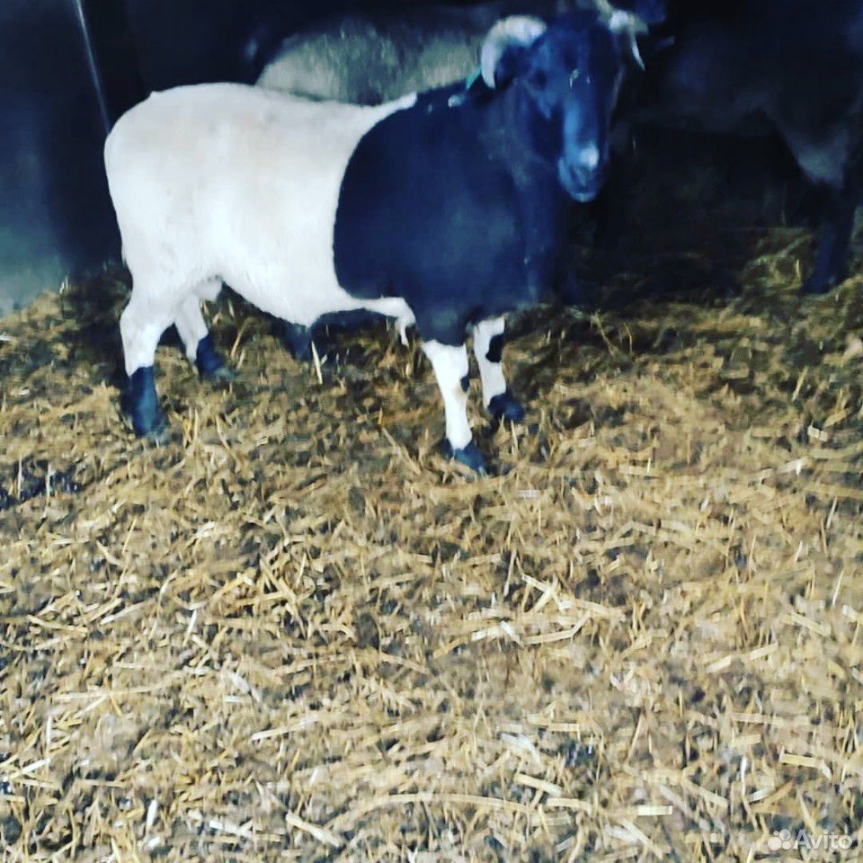 Барашки, овцы, ягнята