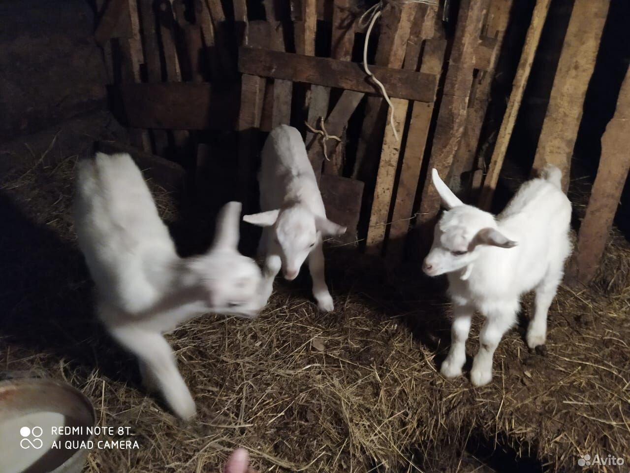 Козлята племенные зааненской породы