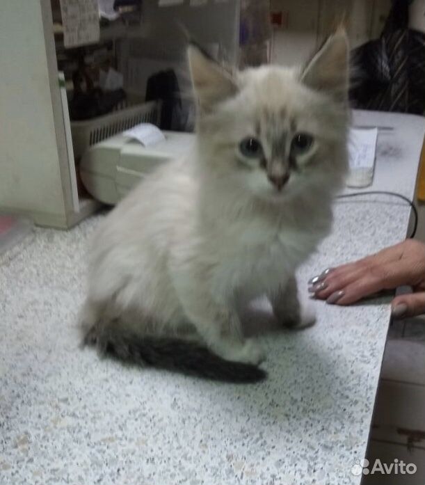 Отдам котёнка в добрые руки