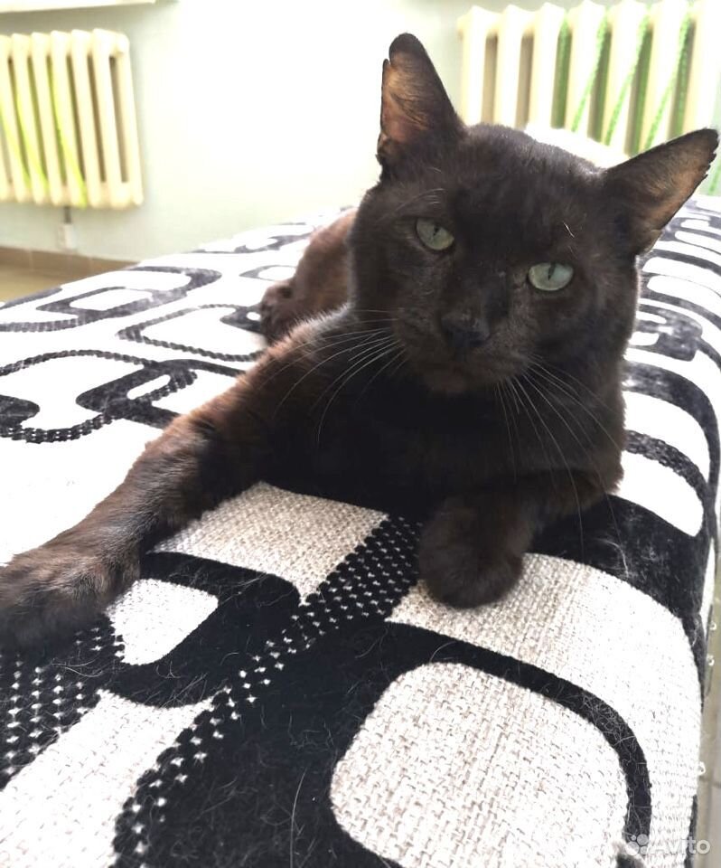 Большой чёрный брат Алекс (котик, кот, коты)