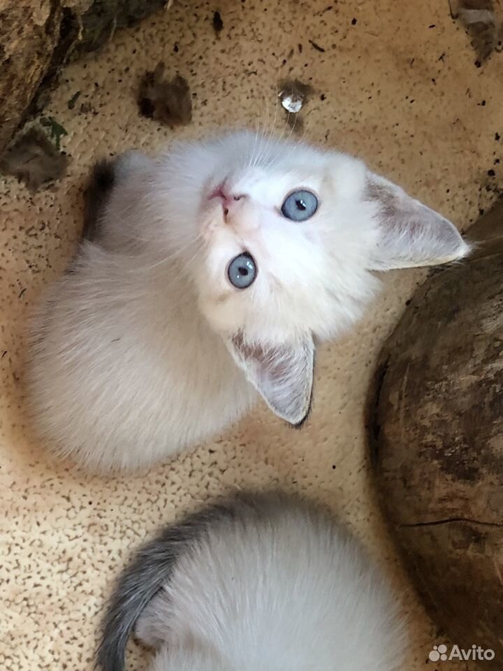 Котёнок