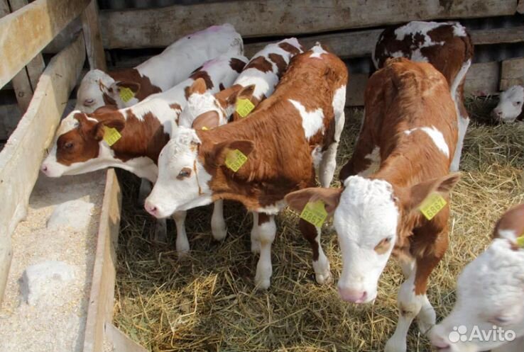 Телята бычки