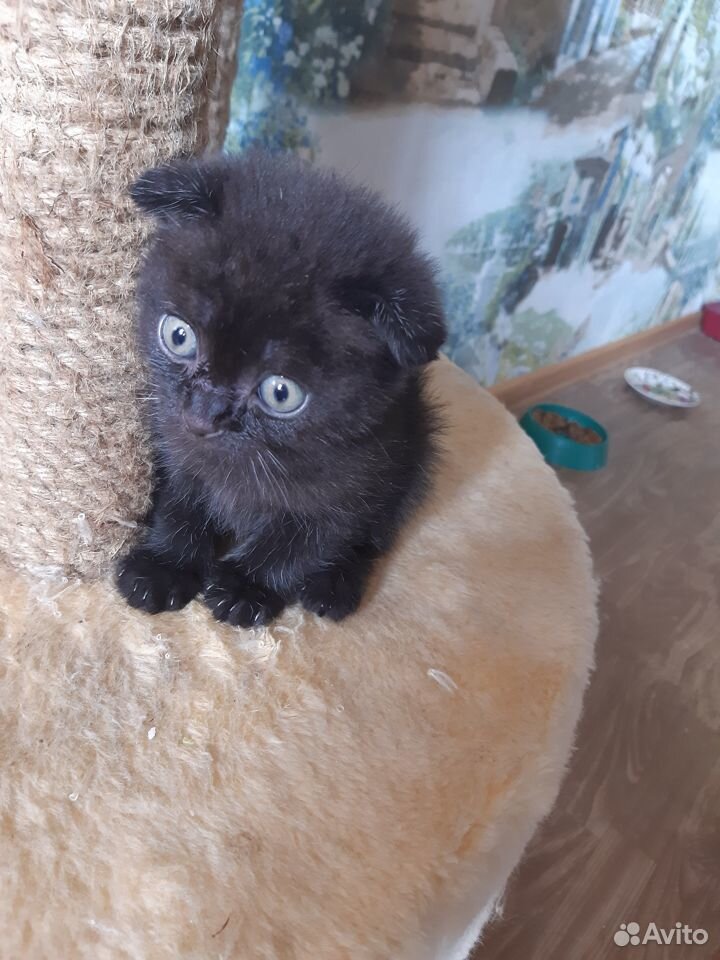 Британские вислоухие котята