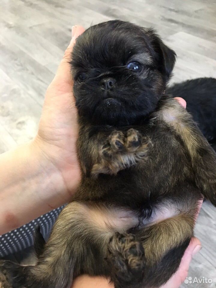 Брюссельский гриффон