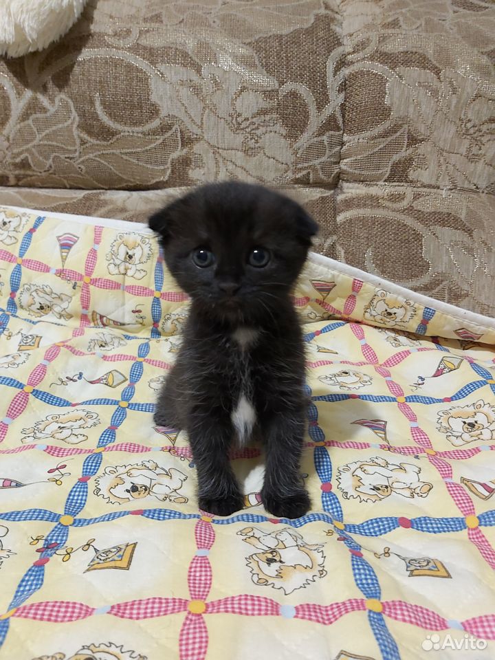 Отдам вислоухую кошечку в добрые руки