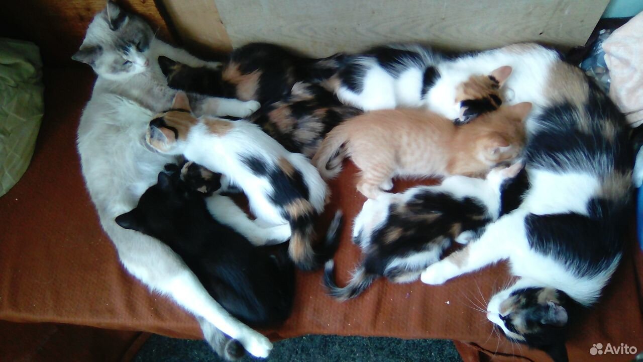 Котята-трёхцветки