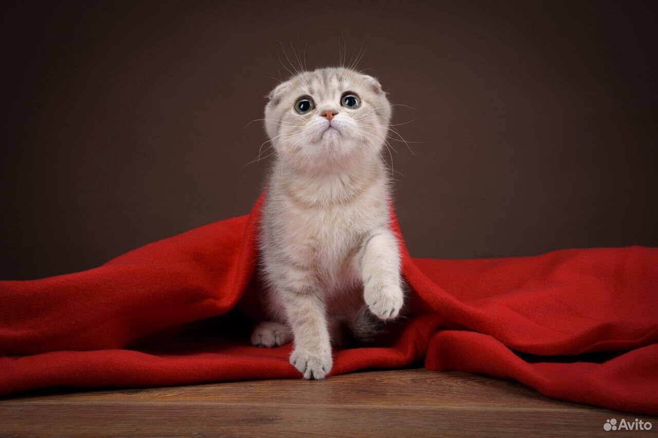 Голубая золотая красотка