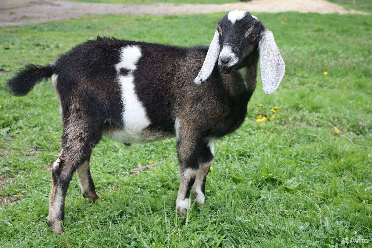Нубийский козлик 100