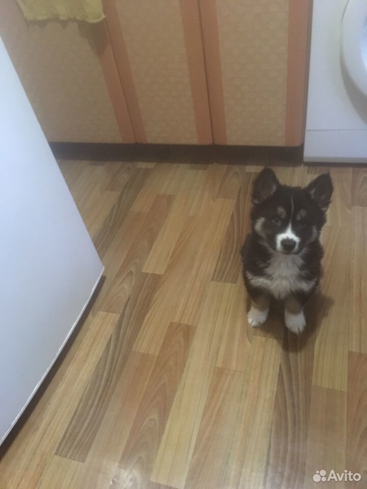 Собака Хаски с Лайкой