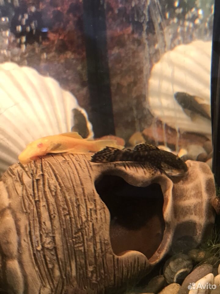 Сомики Анциструс