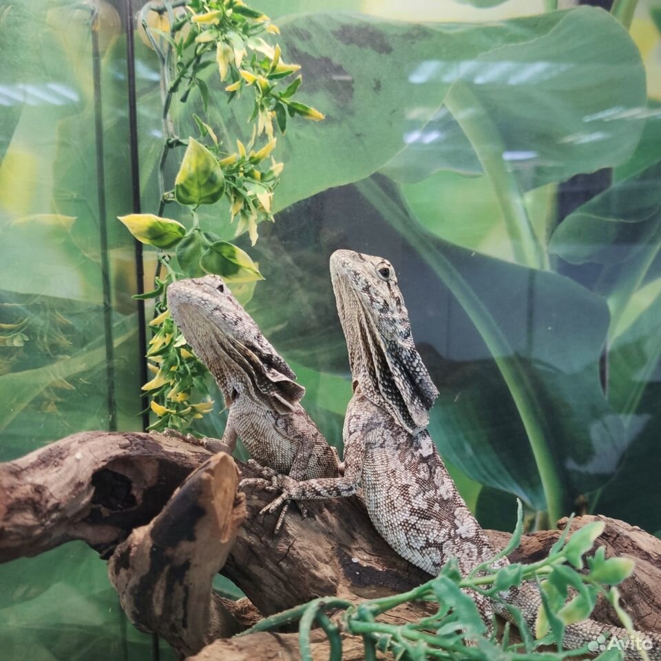 Плащеносная ящерица (Chlamydosaurus kingii)