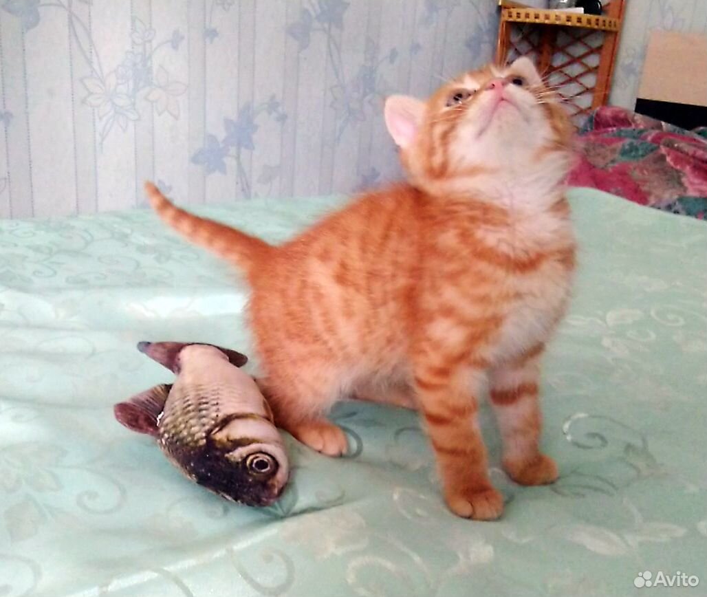 Котёнок Лучик - оранжевое игривое счастье