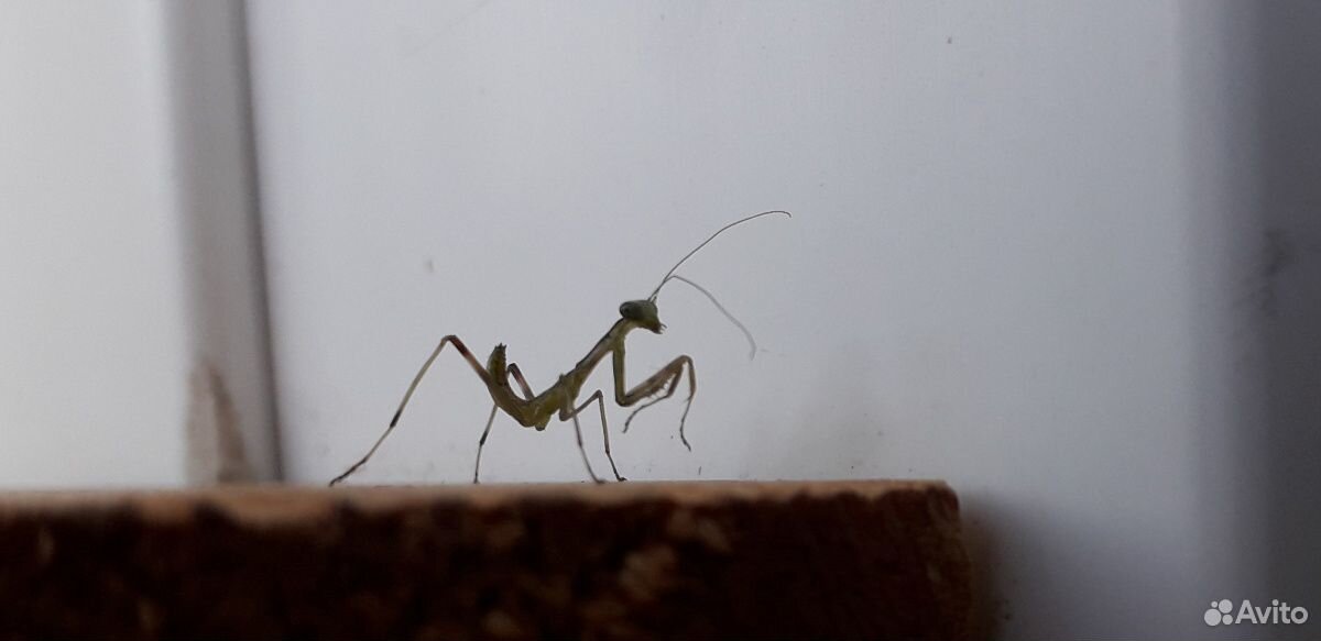 Богомол обыкновенный