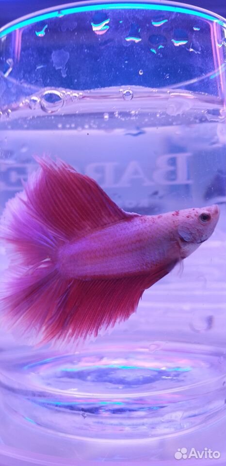 Рыбка петушок двухвостый розовый