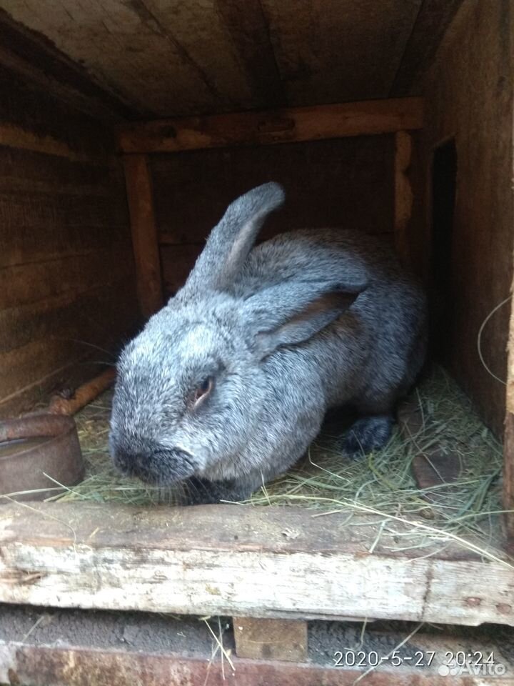 Крол Полтавское серебро на случку