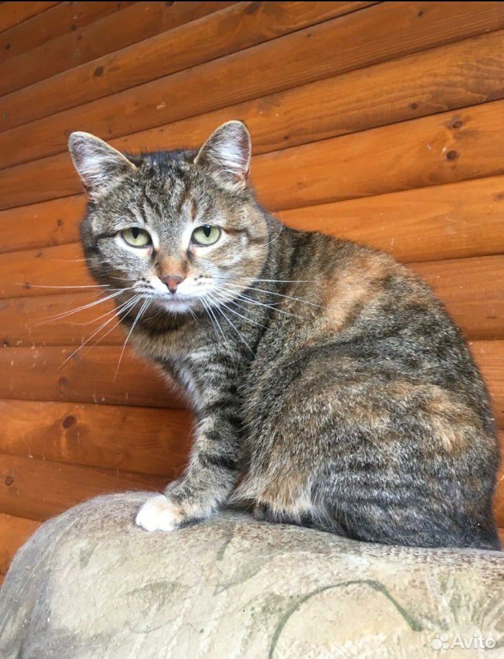 Кошка ищет дом